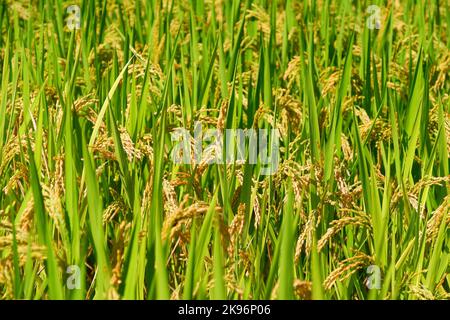A royal rice field in Beijing, China Stock Photo - Alamy