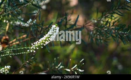 The epacris flower growing in the field Stock Photo - Alamy