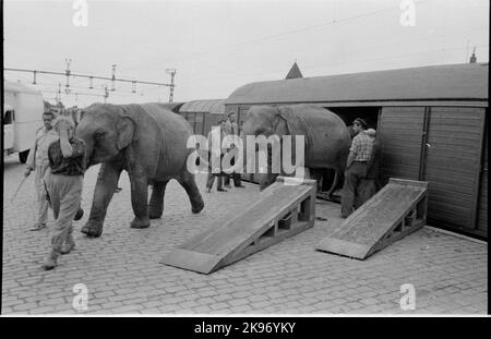 Relief of animals from freight wagon Stock Photo - Alamy
