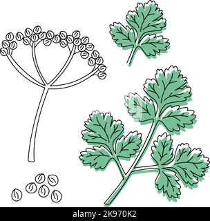 parsley and coriander leaves Stock Vector Image & Art - Alamy