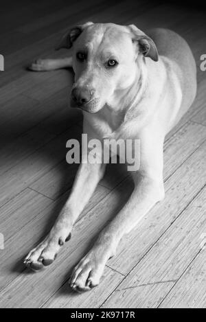 A grayscale closeup of a cute black Labrador Retriever dog Stock Photo ...
