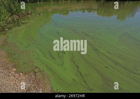 Dark green colored algae that fill the lake Stock Photo - Alamy