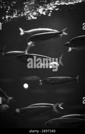 A grayscale of Sardine fish swimming underwater Stock Photo - Alamy