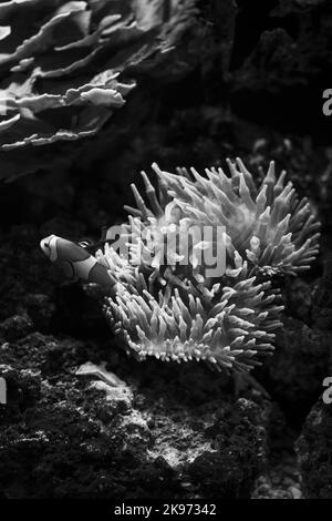 A grayscale of small fish swimming underwater Stock Photo - Alamy