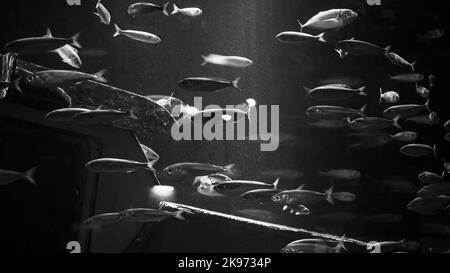 A grayscale of Sardine fish swimming underwater Stock Photo - Alamy