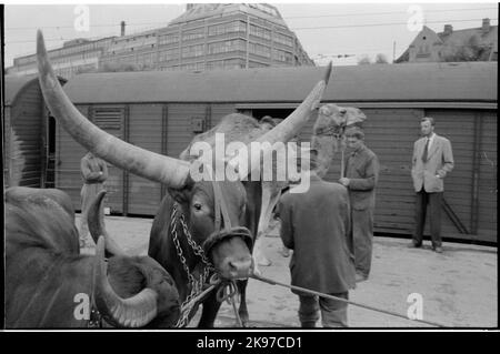 Relief of animals from freight wagon Stock Photo - Alamy