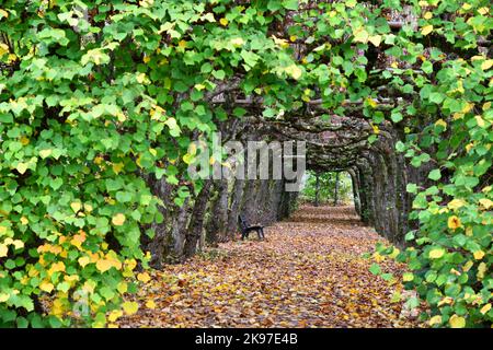 Linden arcade in the park Stock Photo - Alamy