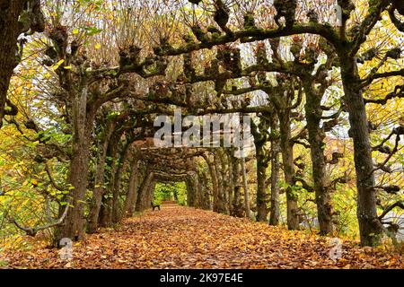 Linden arcade in the park Stock Photo - Alamy
