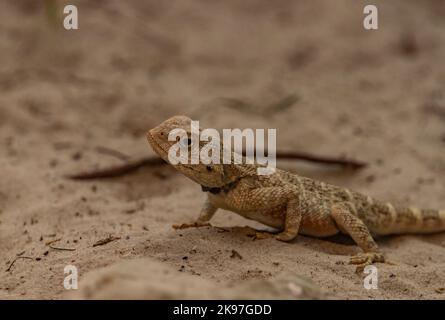 Chameleon on light orange sand floor in autumn fresh hot day Stock ...