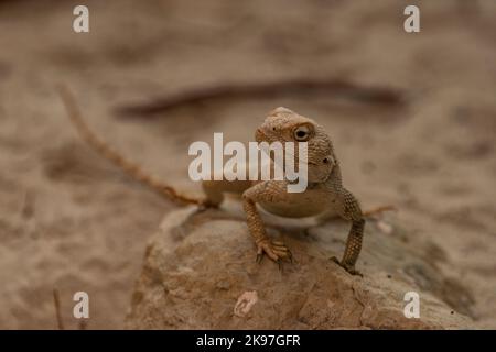 Chameleon on light orange sand floor in autumn fresh hot day Stock ...