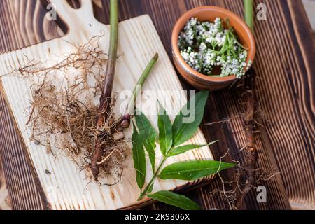 Valeriana roots, leaves and flowers. Collection and harvesting of plant ...