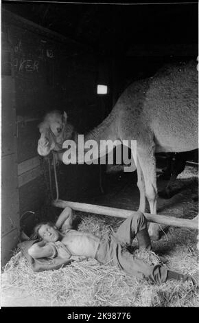 Animals and attendants in freight wagon Stock Photo - Alamy