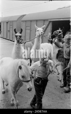 Relief of animals from freight wagon Stock Photo - Alamy