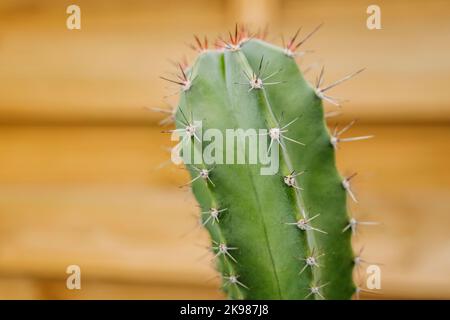 Nice upper part of a cereus cactus with its sharp little spikes Stock ...