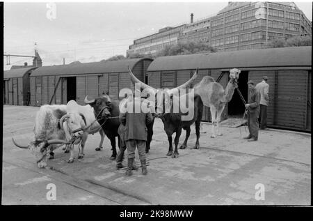 Relief of animals from freight wagon Stock Photo - Alamy