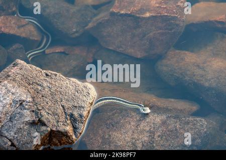 Gater Snake on Patrol in Boundary Water Lake Stock Photo - Alamy