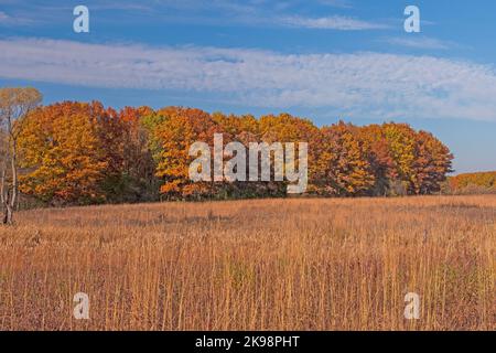 Colorful Trees Beyond a Tallgrass Prairie in Autumn Stock Photo - Alamy