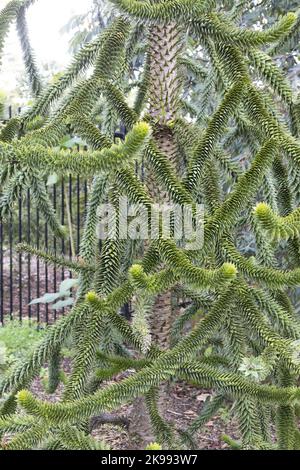 A close-up of a monkey puzzle tree, showing the unique texture of its ...