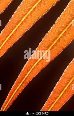 Close-up underside of a young orange fern leaf show venation textures ...