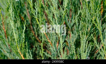 Juniper hedge texture as coniferous natural textured background Stock ...