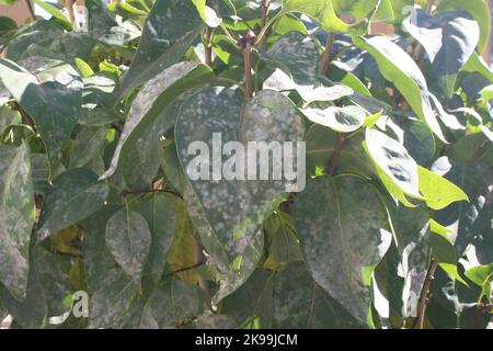 Powdery Mildew on Lilacs Stock Photo - Alamy