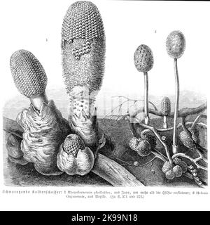 Anton Kerner Ritter von Marilaun (Austrian botanist and professor at ...