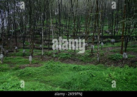 Rubber trees in rubber plantation Stock Photo - Alamy
