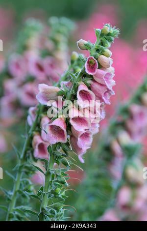Digitalis × mertonensis foxglove, Strawberry Foxglove, dusky pink ...