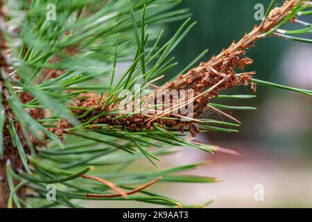 Diseases of coniferous trees - parasites of pine wood scleroderriosis ...