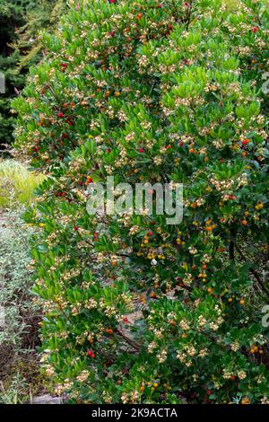 killarney strawberry tree (Arbutus unedo), flowering Stock Photo - Alamy