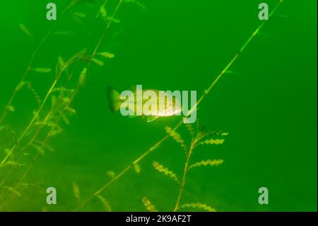 Smallmouth bass swimming in a Michigan inland lake. micropterus ...