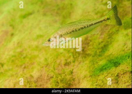 Smallmouth bass swimming in a Michigan inland lake. micropterus ...
