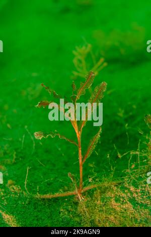 Curly-leaf Pondweed (Potamogeton crispus) Plantae Stock Photo - Alamy