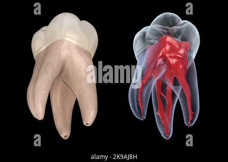 Dental root anatomy - First maxillary molar tooth. Medically accurate ...