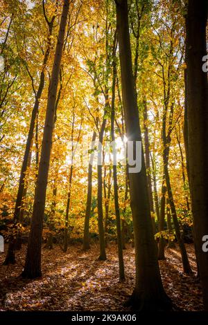 Sun light beaming through an oak tree woodland setting with their ...