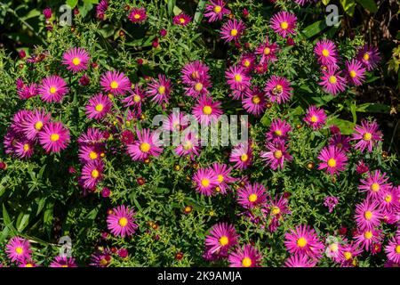 Aster novi belgii 'Bahamas' a magenta pink herbaceous summer autumn ...
