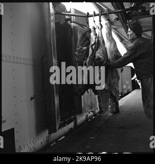 Cooling car transport. Loading of pork Stock Photo - Alamy