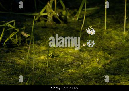 An aquatic plant Batrachium growing in a river in Estonia, Northern ...
