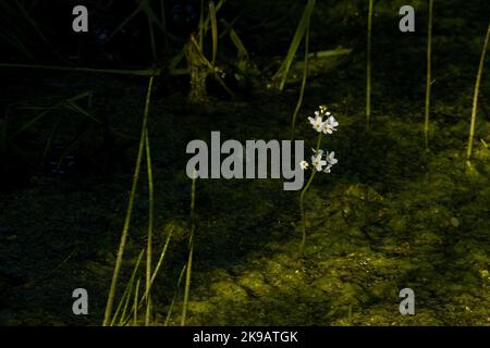 An aquatic plant Batrachium growing in a river in Estonia, Northern ...