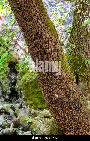 Many buterflies Panaxia on a tree trunk in Butterly valley, Petaloudes ...