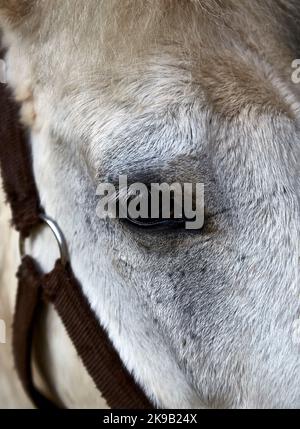 Horse Close up Picture. Indian Horses breed closeup Stock Photo - Alamy