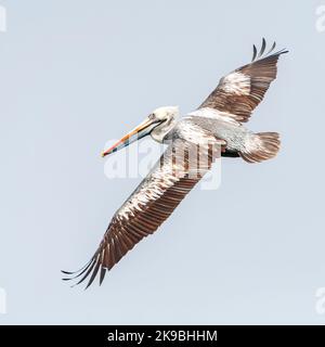 Peruvian Pelican (Pelecanus thagus) off the coast of Lima, Peru Stock ...