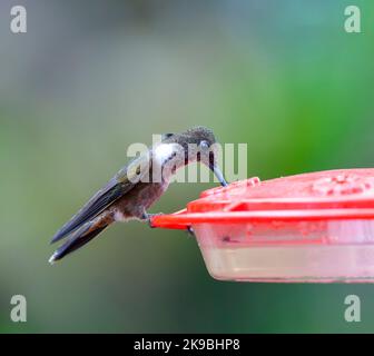Brown Inca (Coeligena wilsoni) coming to a hummingbird feeder in the ...