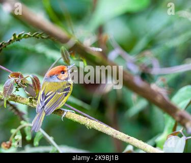 Rufous-crowned tody-flycatcher (Poecilotriccus ruficeps) at east slope ...