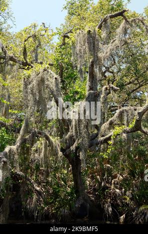 Tropical epiphyte Spanish moss hanging in the meadow in a black and ...