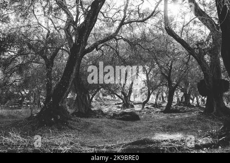Corfu, Greece. A forest of trees that resembles an abandoned jungle ...