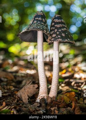 Magpie Inkcap on Woodland Floor Stock Photo - Alamy