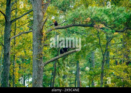 Turkey Vulture, Washington County, North Carolina Saturday, October 22 ...