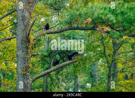 Turkey Vulture, Washington County, North Carolina Saturday, October 22 ...