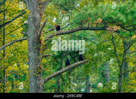 Turkey Vulture, Washington County, North Carolina Saturday, October 22 ...
